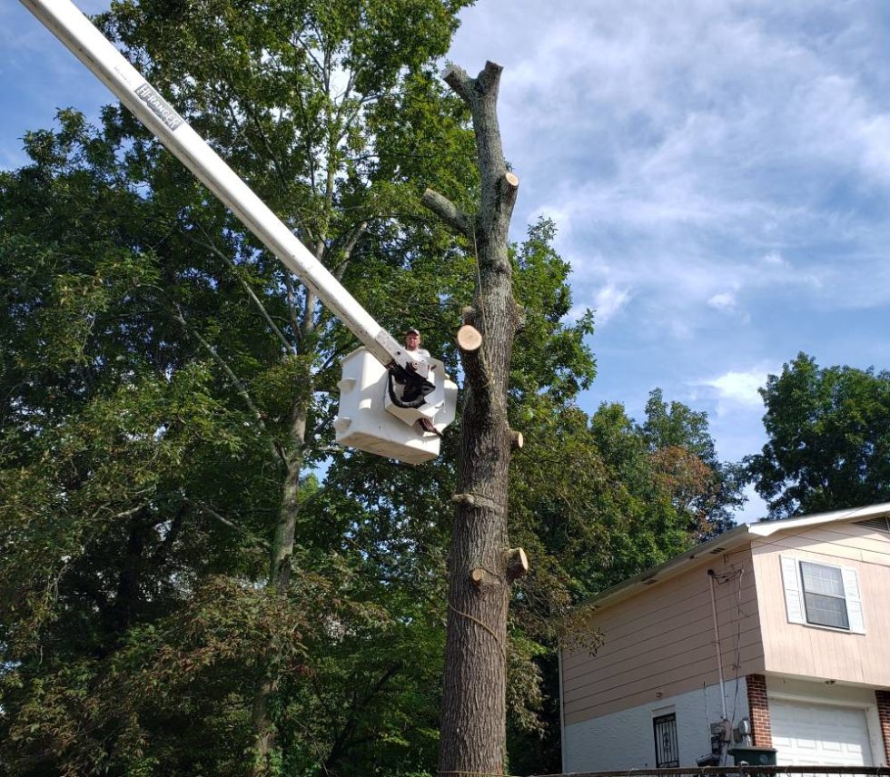 Get Quote - All American Tree Service